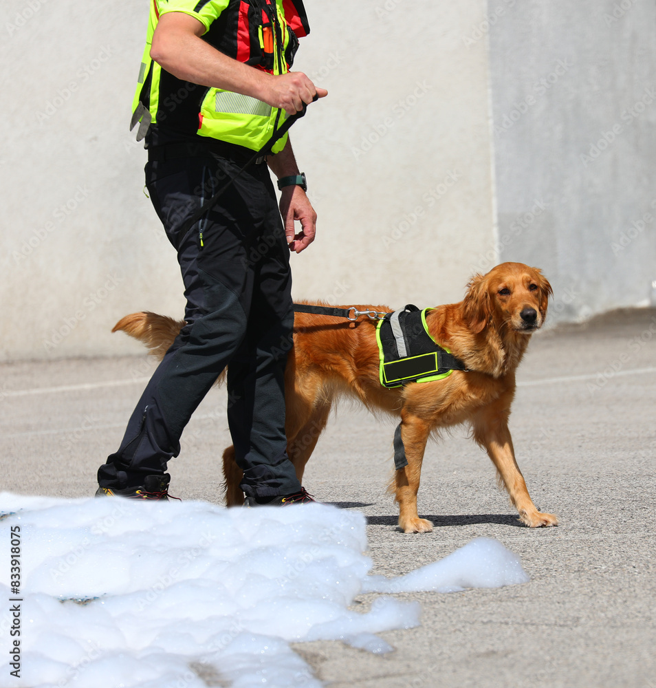 Retriever breed dog during the search and rescue of missing persons ...