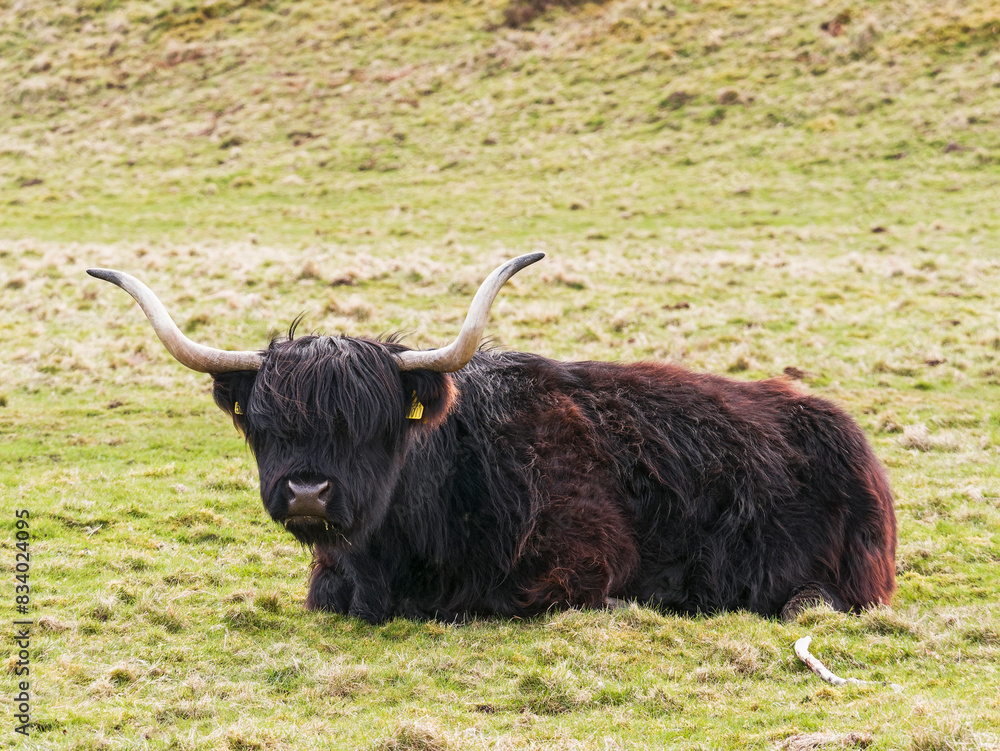 Highland cow lying in a field, the females generally have horns ...