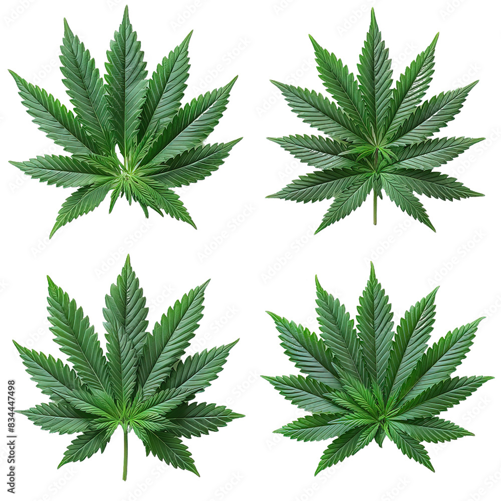 marijuana leaf isolated on transparent background ,generative ai Stock ...