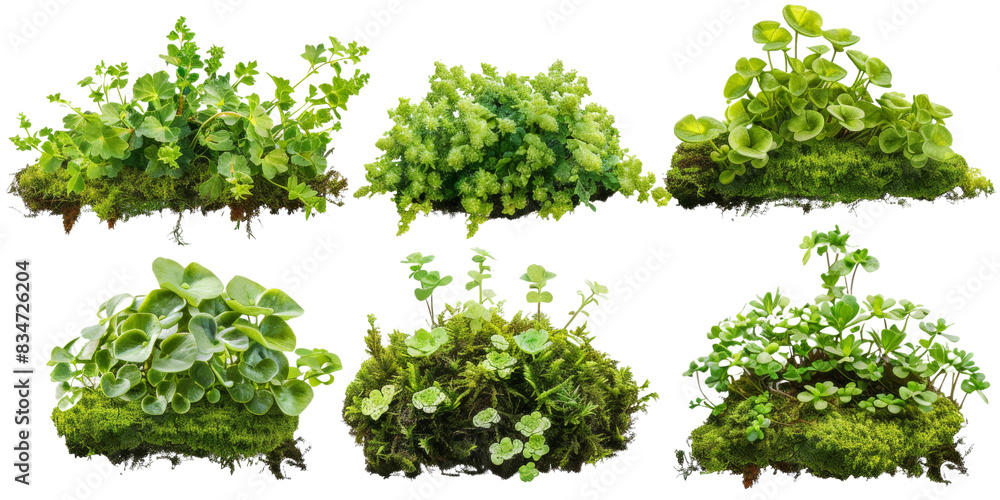 Six different types of green moss isolated on a white background Stock ...