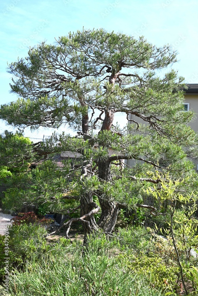 Japanese red pine (Pinus densiflora). It is characterized by its red ...