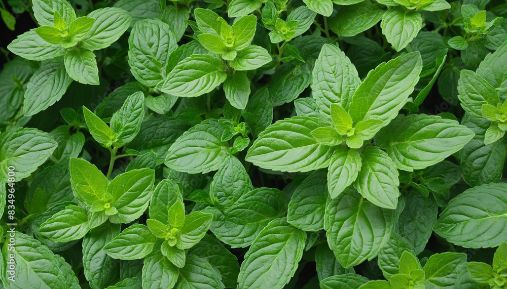Various sizes and positions of fresh mint leaves isolated on a ...