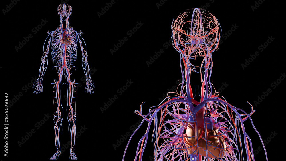 Human arterial and venous circulatory system Anatomy, Medically ...