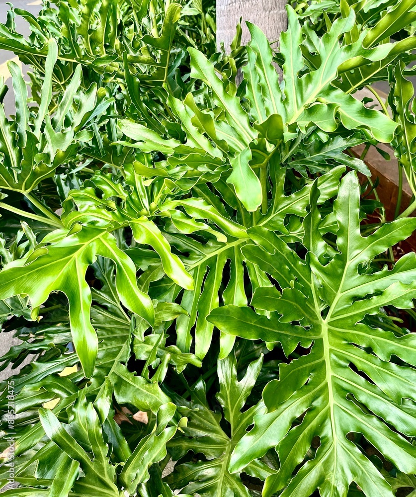 Philodendron selloum curly split green leaves plants isolated on ...