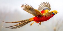 Golden Pheasant Free Stock Photo - Public Domain Pictures