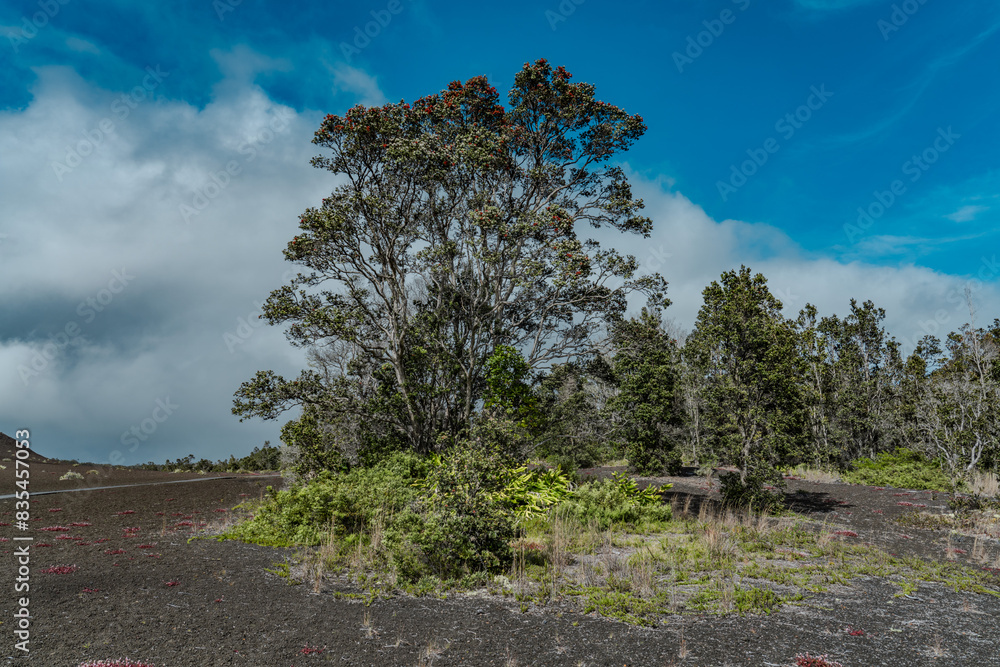 Devastation Trail, cinder cone, Puʻupuaʻi, Hawaii Volcanoes National ...