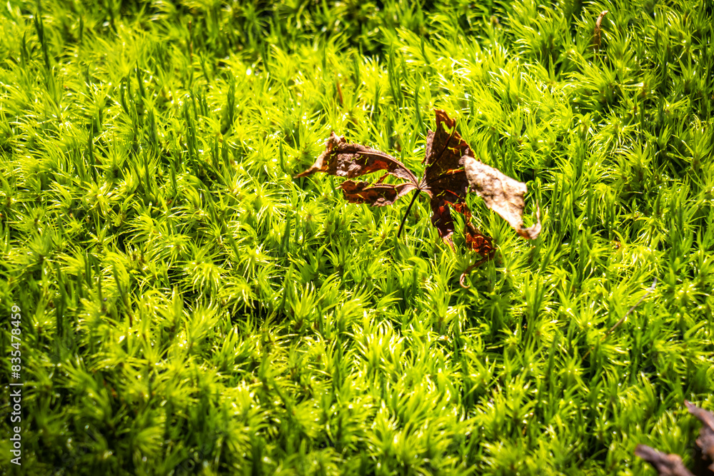 moss temple, saihoji, saiho-ji, kokedera, temple, kyoto, moss, world ...