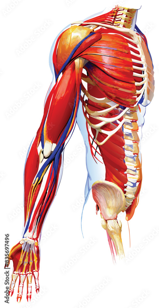 Clear and informative illustration showing the muscles, bones, and ...