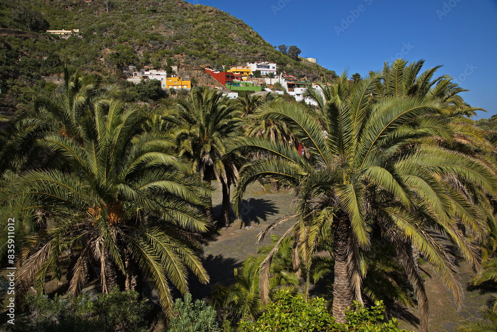Palm tree Phoenix canariensis in botanical garden Jardin Botanico ...
