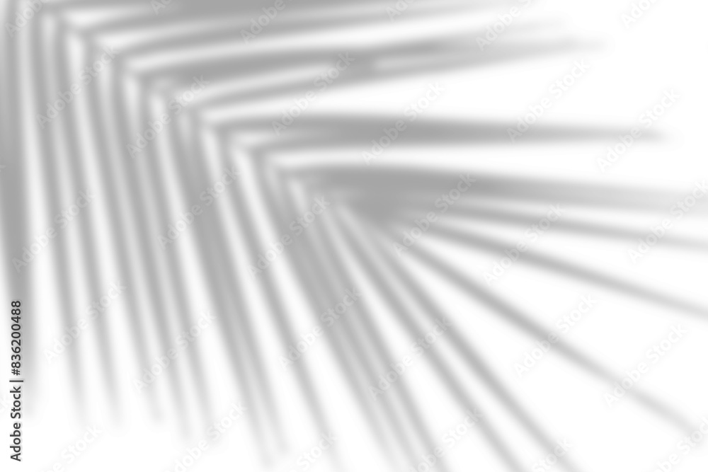 Tropical exotic plant shadow from palm leaves on transparent background ...
