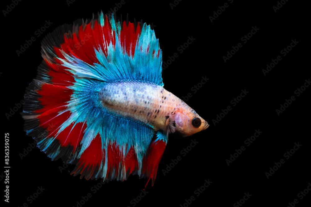 Betta fish, one of the most aesthetic aquatic creatures. Black ...