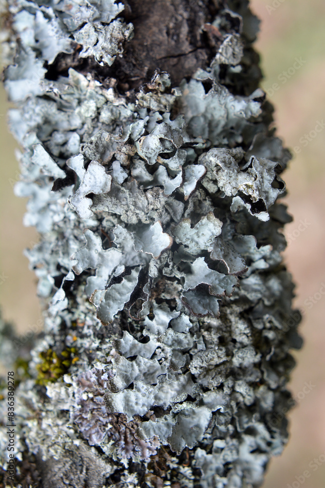 Parmelia sulcata is a species of lichen of the genus Parmelia (Parmelia ...