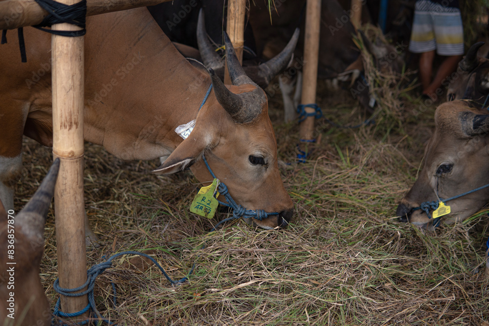 cattle or cows eating during the Islam Religion Eid al-Adha in the ...