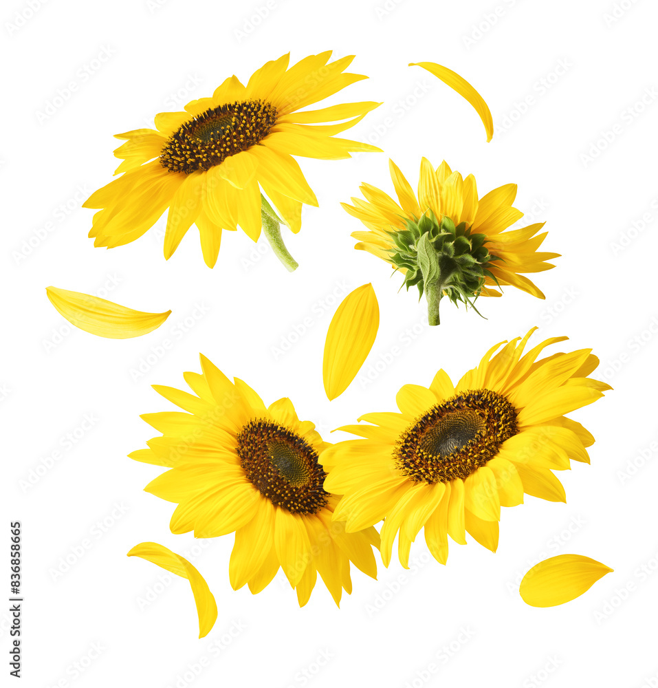 Fresh organic Sunflower falling in the air isolated on white background ...