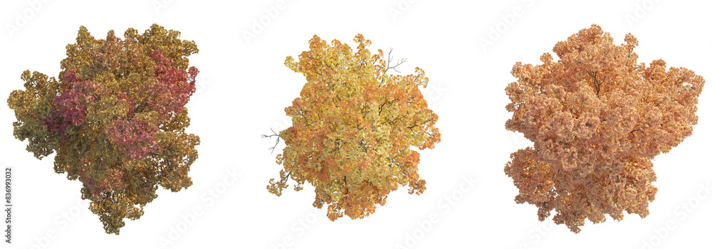 Acer buergerianum tree top view, tree plan 4k png cutout Stock Photo ...