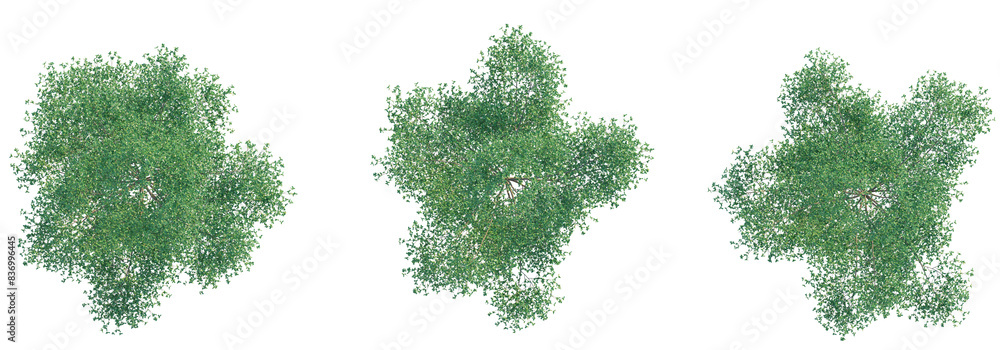 Terminalia mantaly tree top view, tree plan 4k png cutout Stock Photo ...