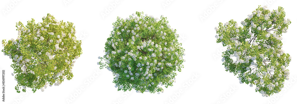 Spiraea betulifolia tree top view, tree plan 4k png cutout Stock Photo ...