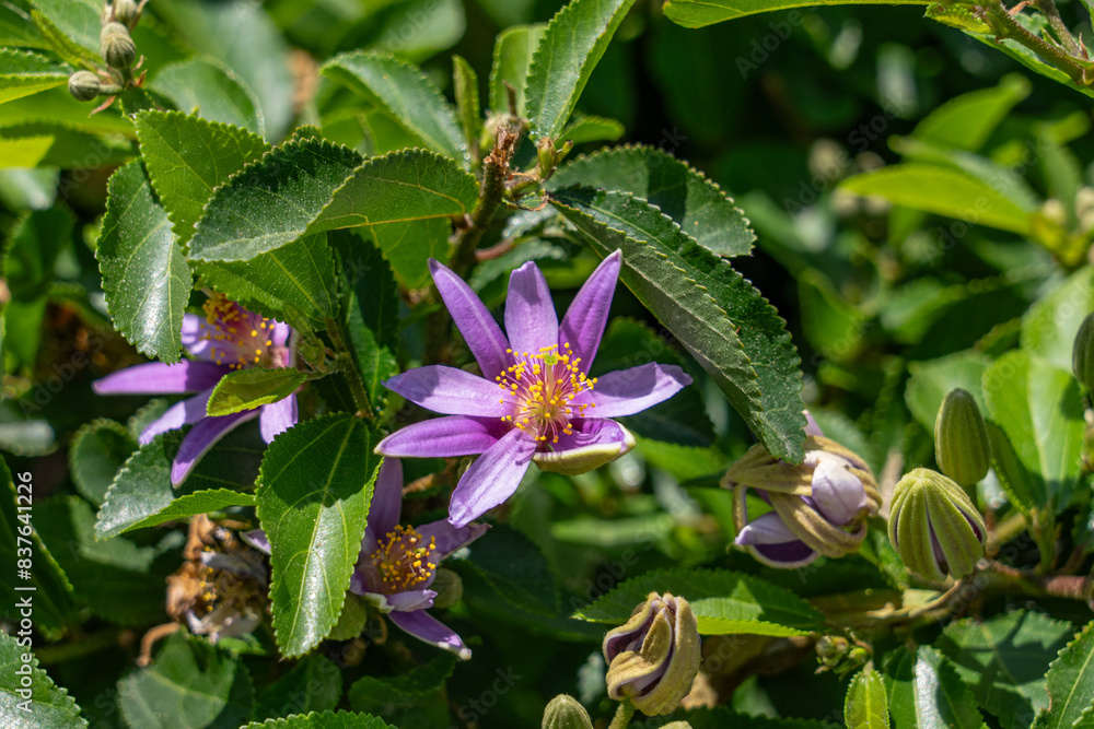 Grewia occidentalis, the crossberry, is a species of deciduous tree ...