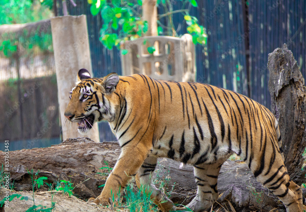 Bengal tiger in Delhi zoo , with green background Stock Photo | Adobe Stock