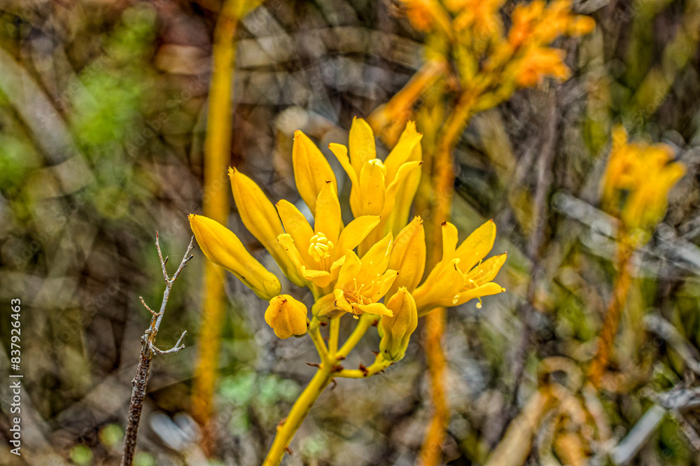 Bright yellow flowers of Tylecodon cacaloides (Sulphur Butterbush ...