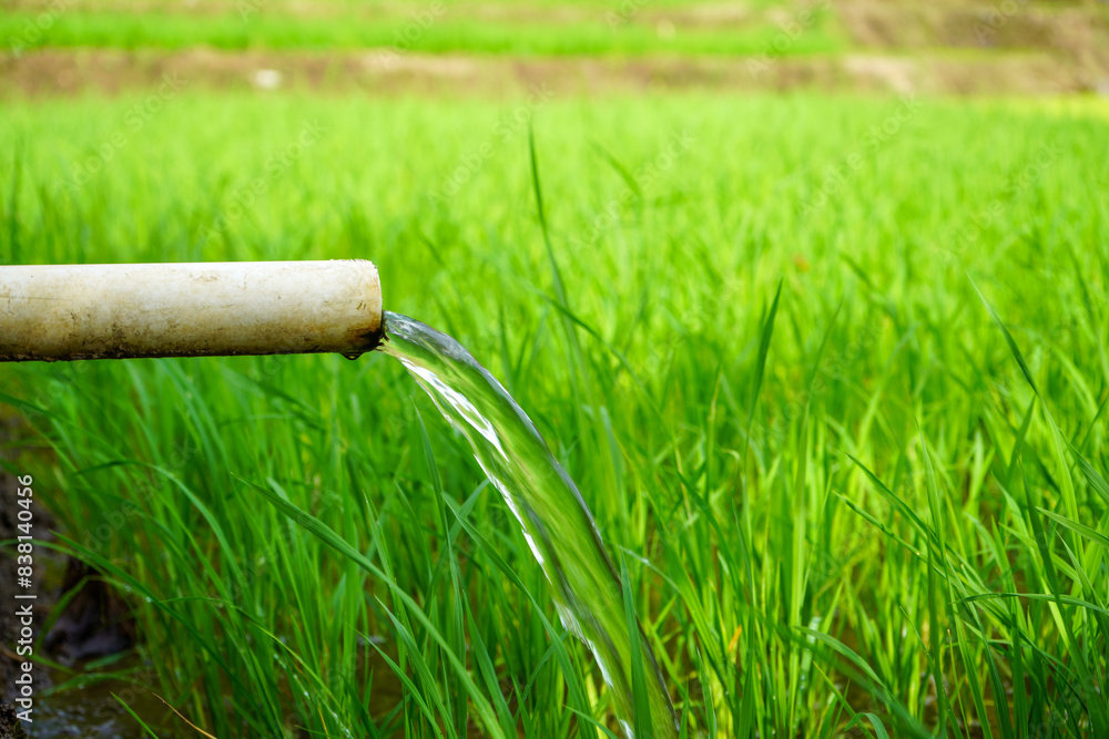Irrigation of rice fields using pump wells with the technique of ...
