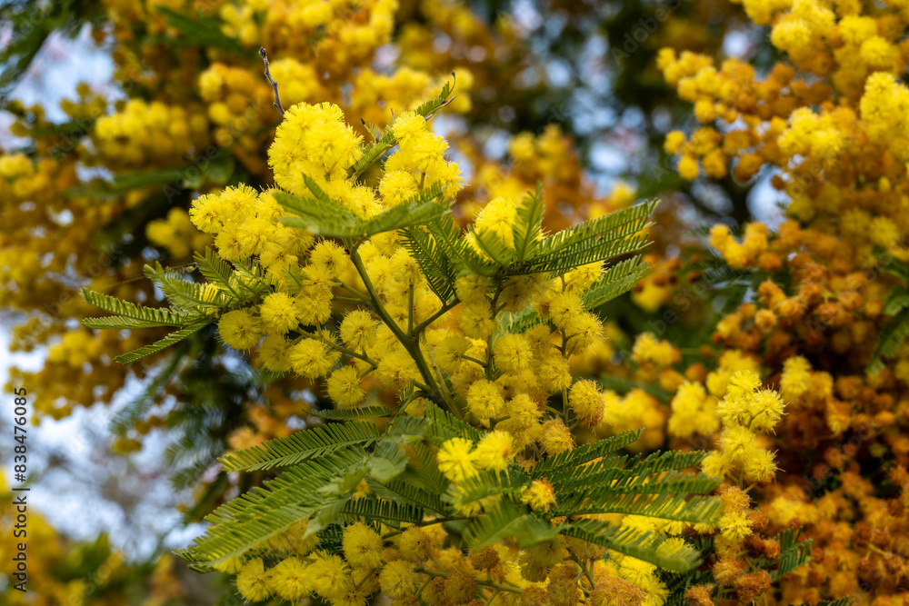 Photo Stock Spring blossom of acacia dealbata, silver wattle, blue ...