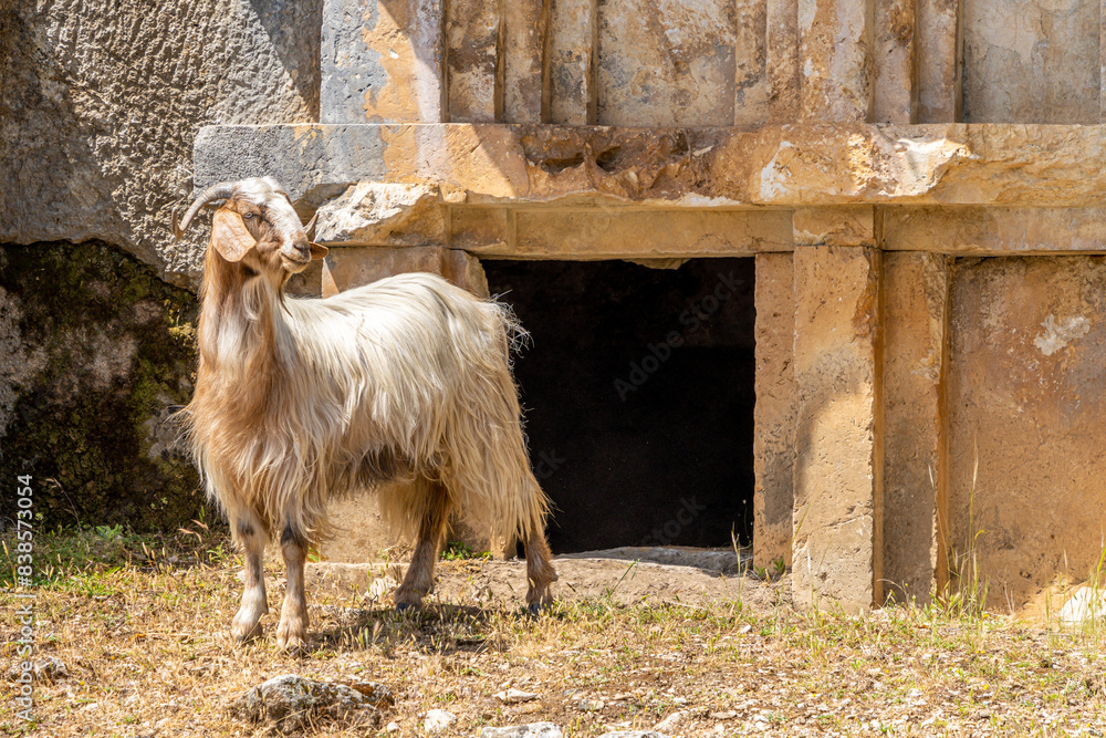 Goat Emerging from Ancient Tomb in the Lykian City of Pinara, Turkey ...