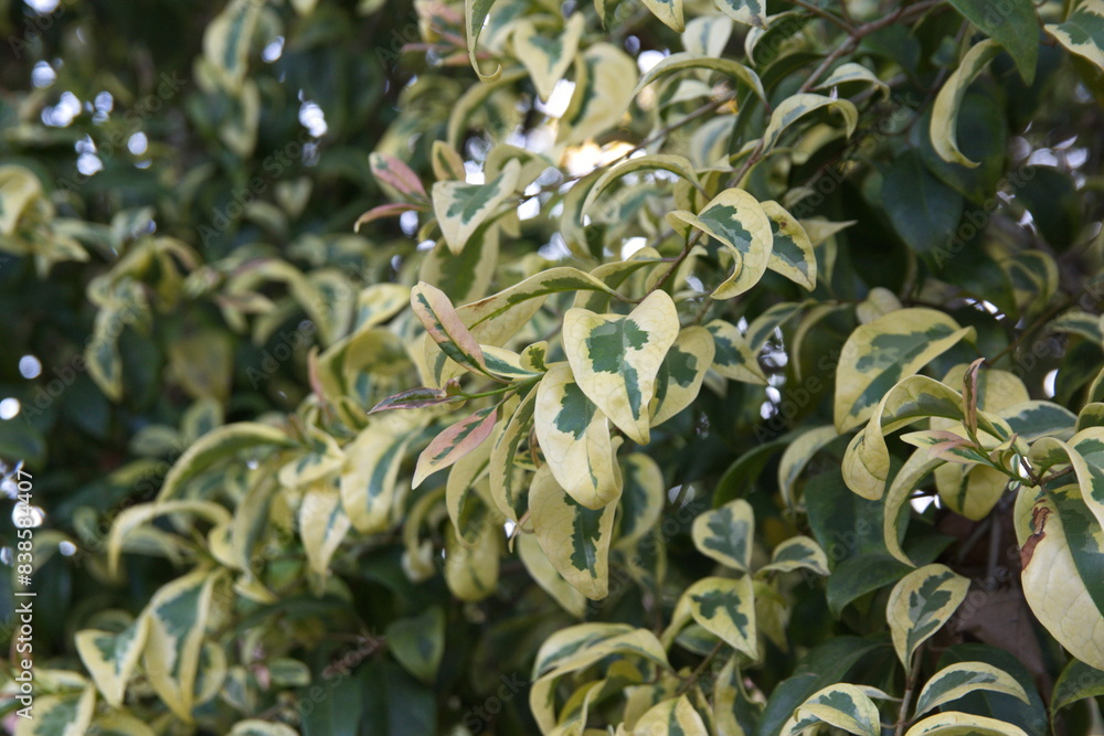 Ligustrum sinensis variegated, ornamental tree, inflorescence of ...