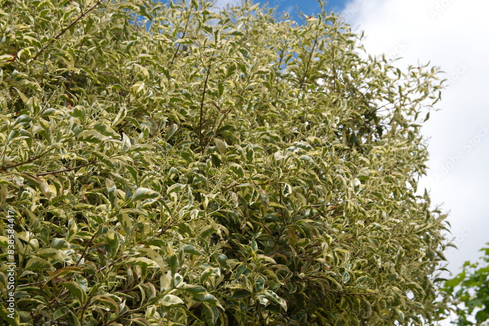 Ligustrum sinensis variegated, ornamental tree, inflorescence of ...