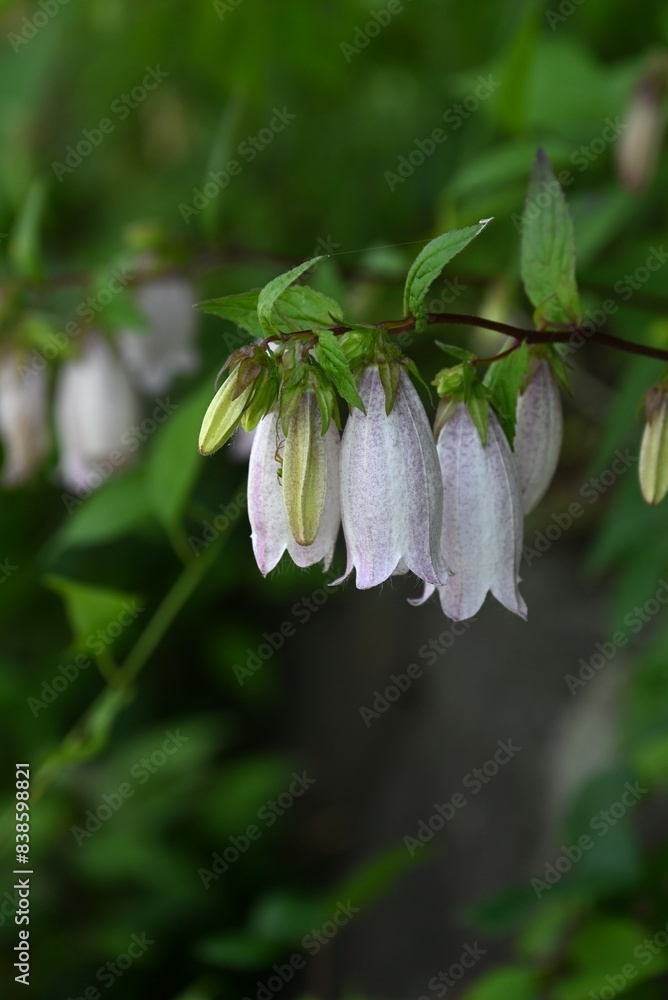 Spotted bellflower (Campanula punctata) flowers. Campanulaceae ...