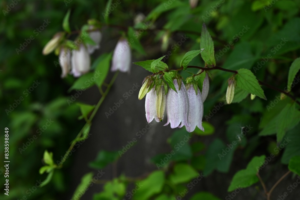 Spotted bellflower (Campanula punctata) flowers. Campanulaceae ...