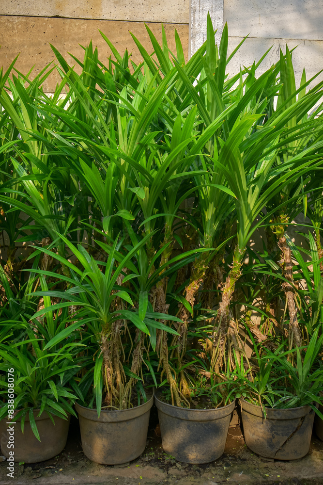 Pandan tree (Pandanus amaryllifolius) as a source of natural green dye ...