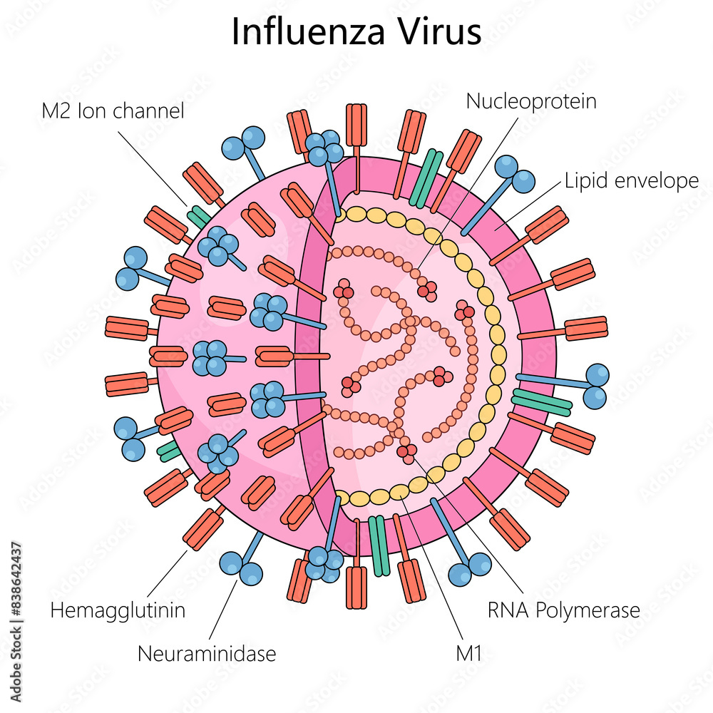 influenza virus, components hemagglutinin, neuraminidase, RNA ...