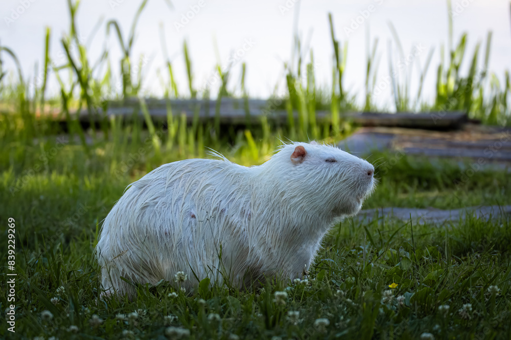 An adult white fur nutria stands on the green grass perpendicular to ...