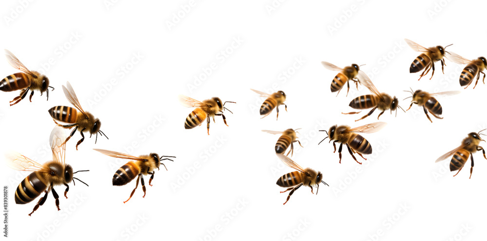Swarm of bees isolated on transparent background Stock Photo | Adobe Stock