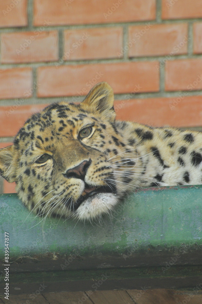 Animals - traditionally (since Aristotle) distinguished category of ...