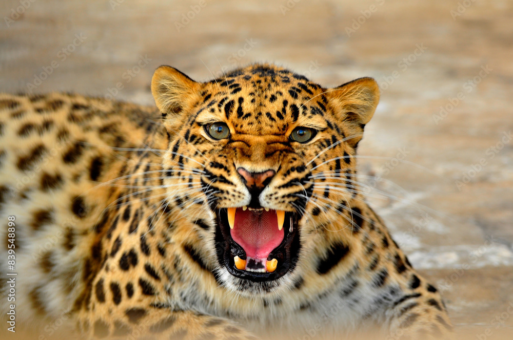 Animals - traditionally (since Aristotle) distinguished category of ...