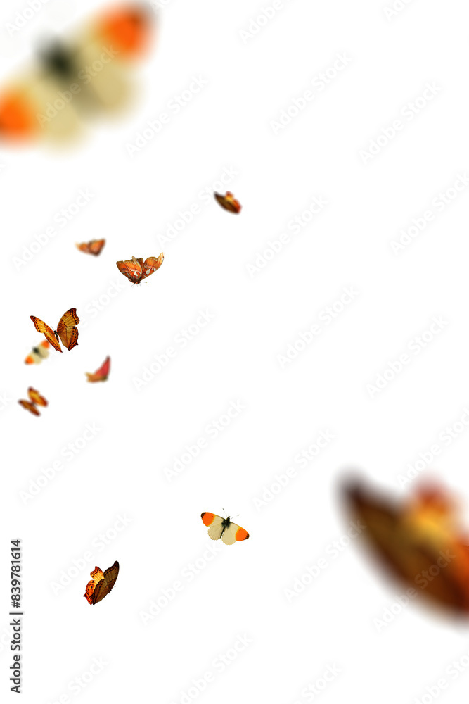 Realistic Color Butterfly Insect Flying Magical Wonderland Special ...