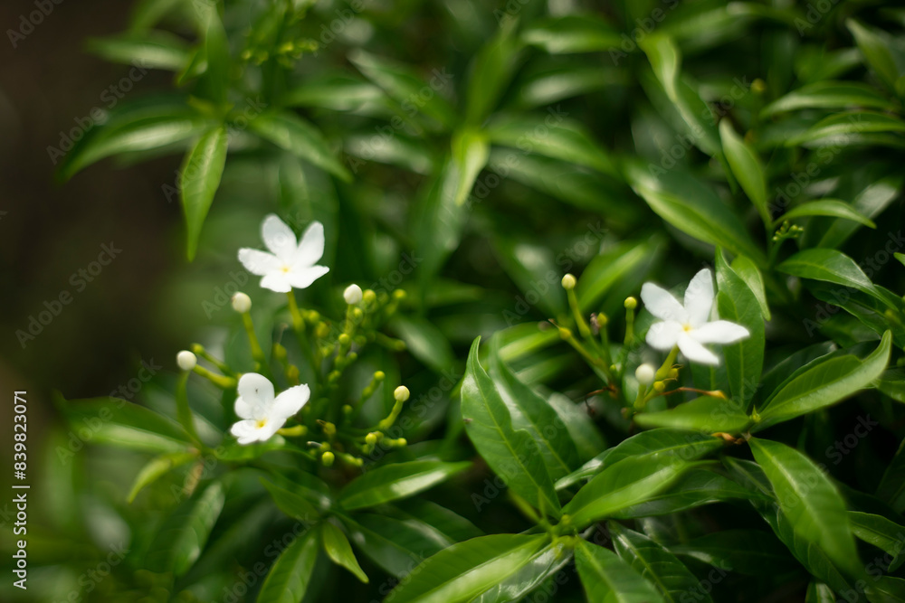 Murraya paniculata is oval shaped with a slightly pointed nose, the ...