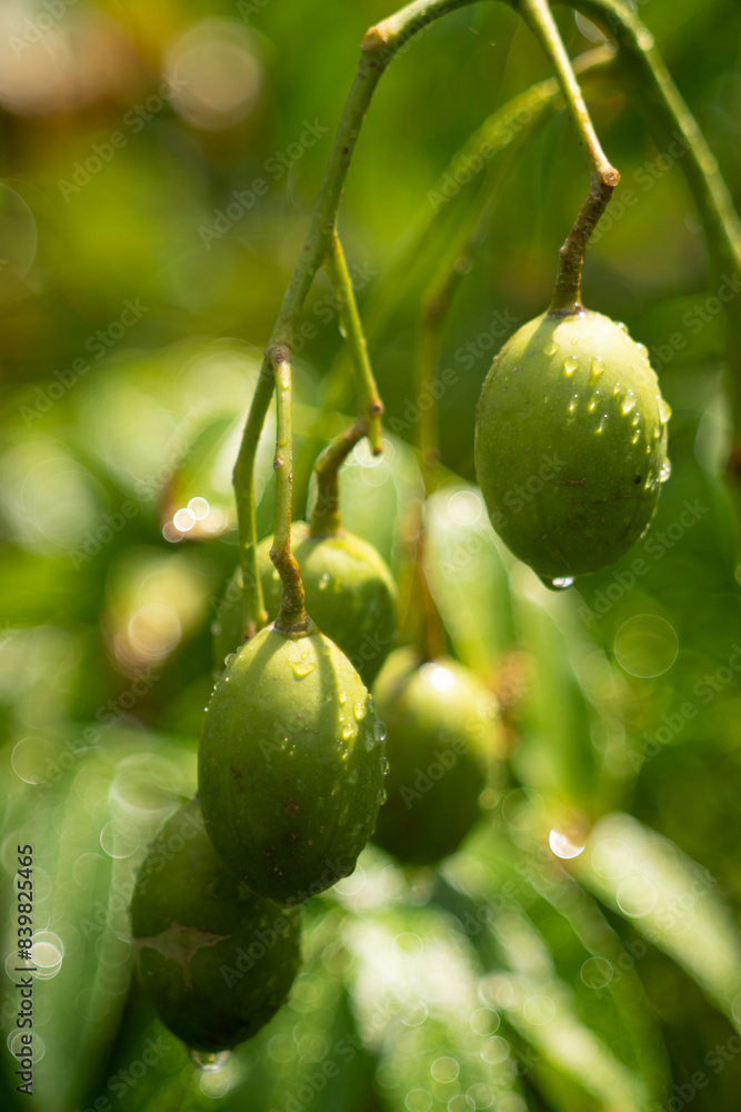 crispy and Spondias dulcis has a slightly sour-sweet taste, Spondias ...