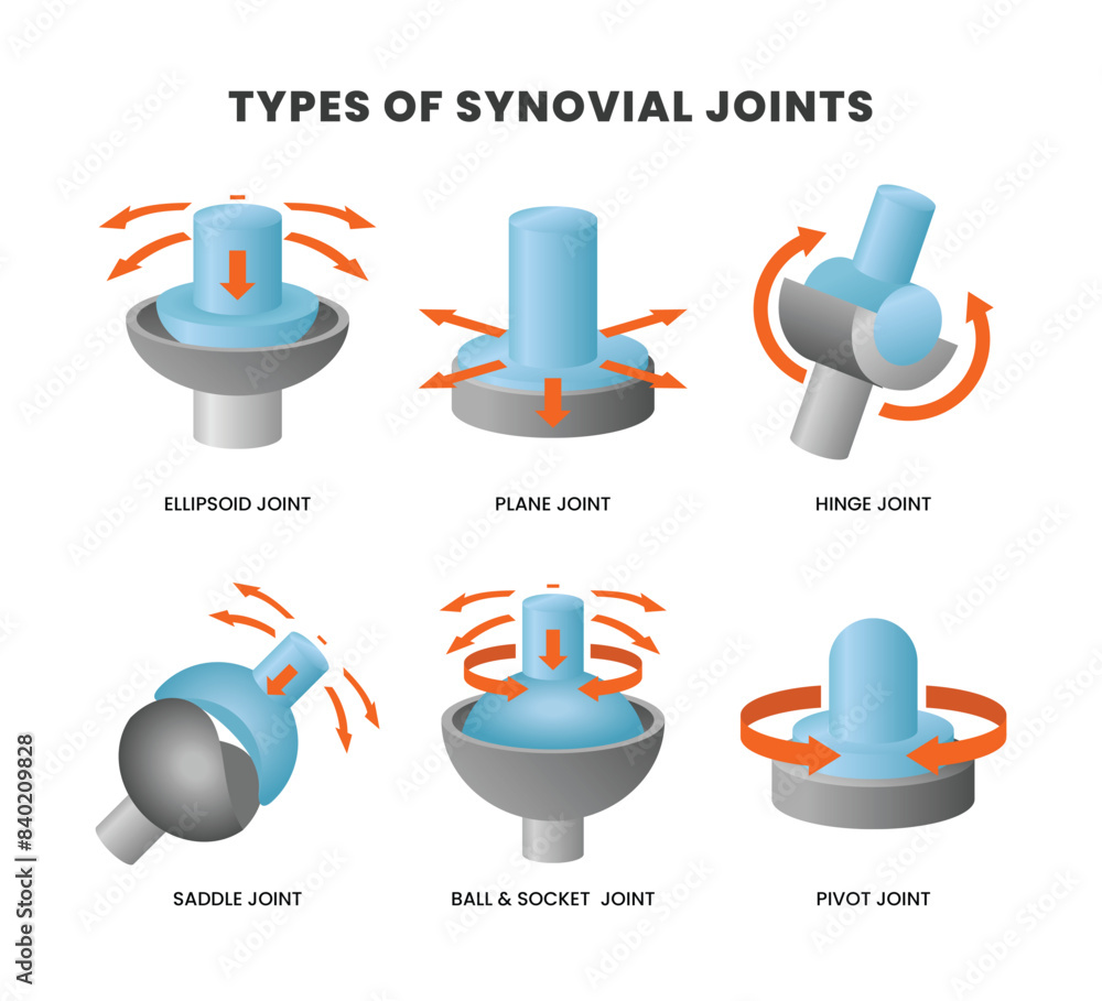Different types of synovial joints movement classification for body diagram poster, Labeled ...