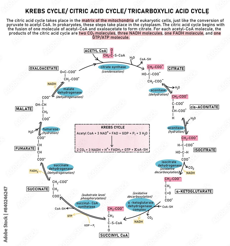 Krebs Cycle/ Citric Acid Cycle/ Tricarboxylic Acid Cycle (TCA cycle) is a loop of reactions that ...