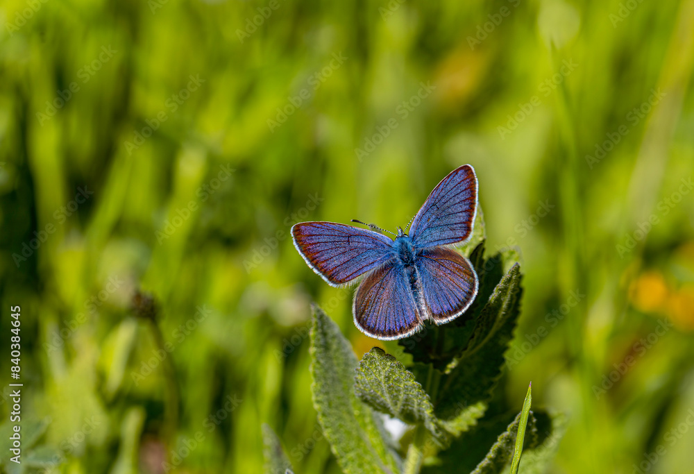 Multieyed Amanda butterfly (Polyommatus amandus) with its wings spread ...