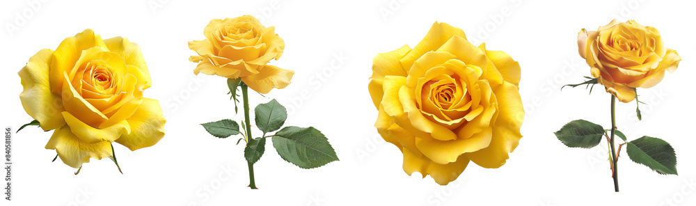 High-quality image of four vibrant yellow roses in various stages of ...