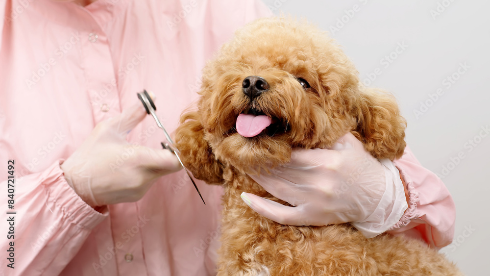Groomer combs hair of small cute puppy poodle. The amusing canine sat ...