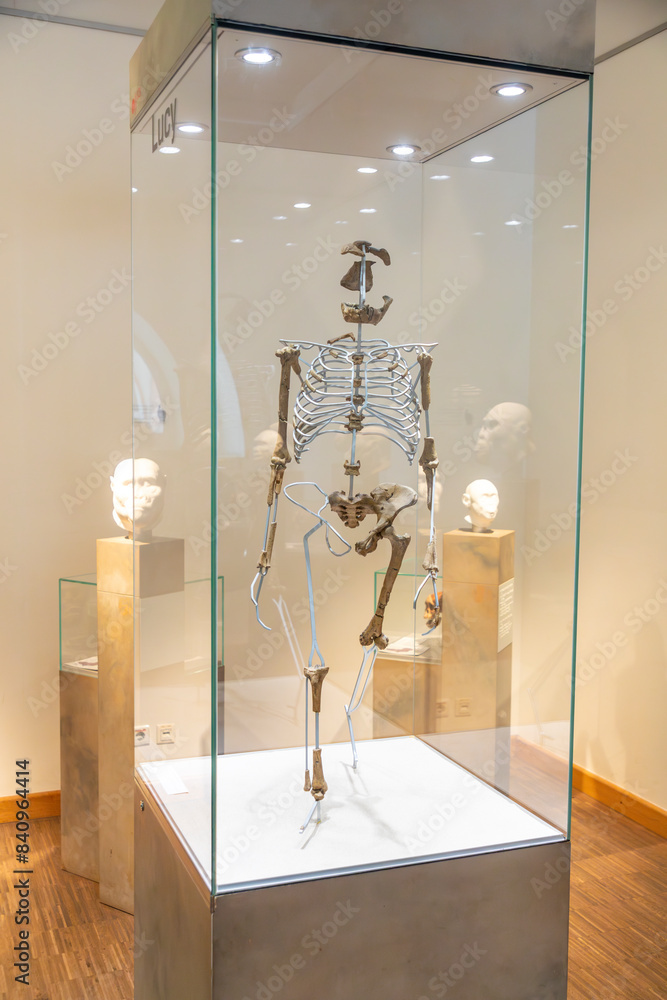 Lucy skeleton (Australopithecus afarensis) in the Senckenberg Natural ...