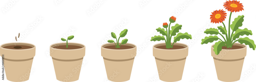 isolated vector graphic illustration of a stylized gerbera daisy ...