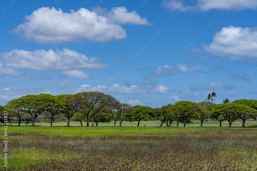 Samanea saman is a species of flowering tree in the pea family ...