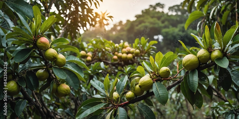 guava tree branch with fruits and leaves wide angle banner background ...
