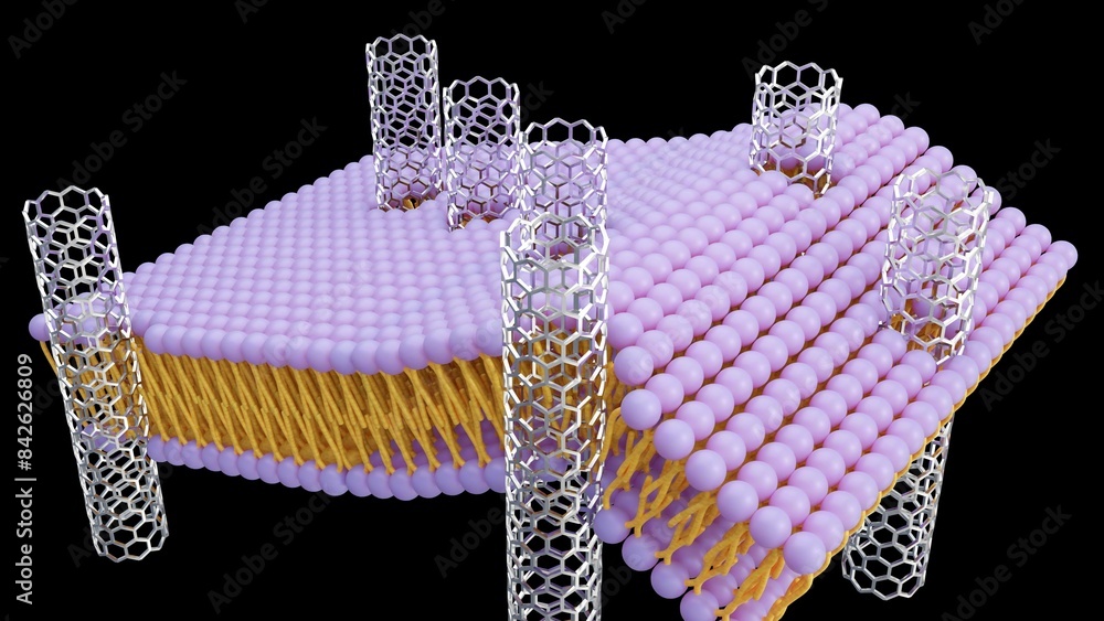 3D rendering of carbon nanotube porins, short pieces of carbon ...